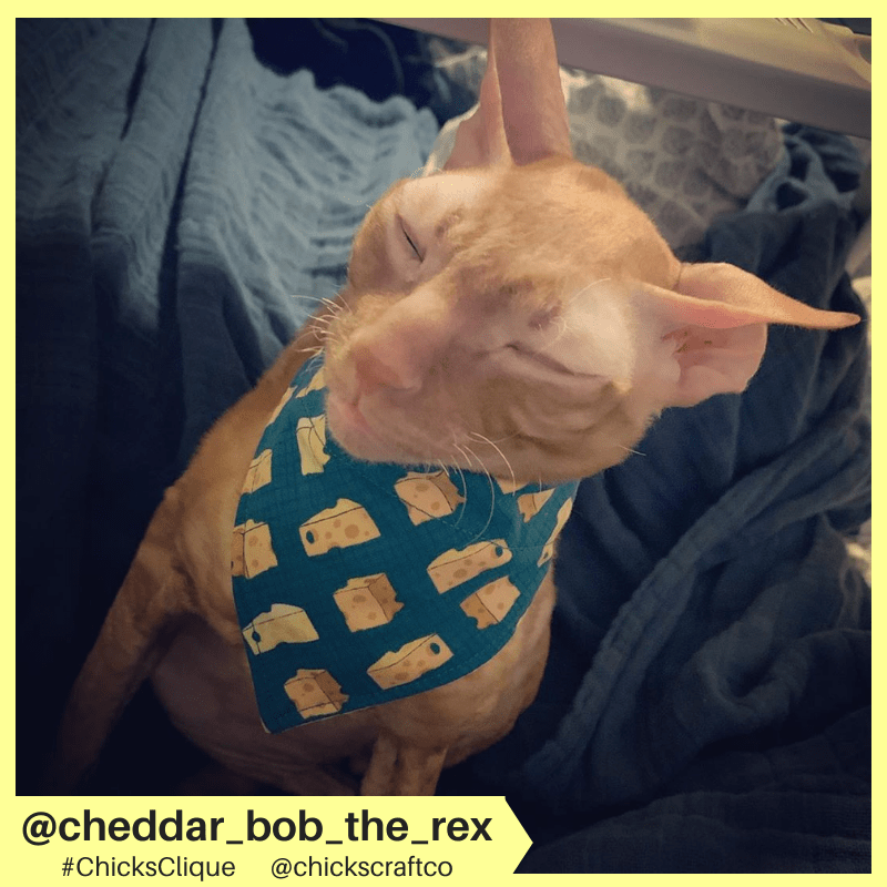 cheddar_bob_the_rex (4) – Chick's CRaft Company