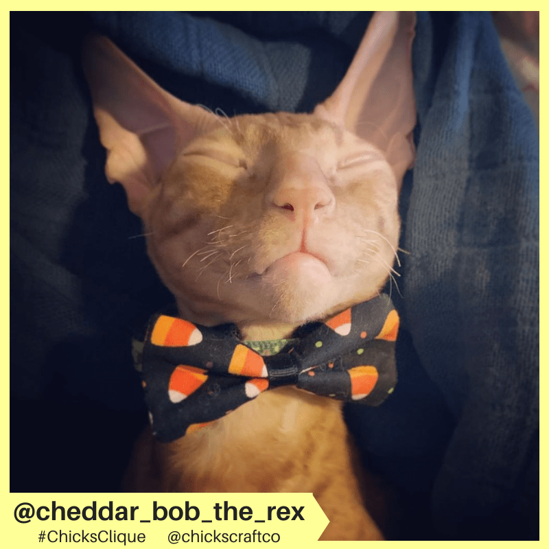 cheddar_bob_the_rex (5) – Chick's Craft Company